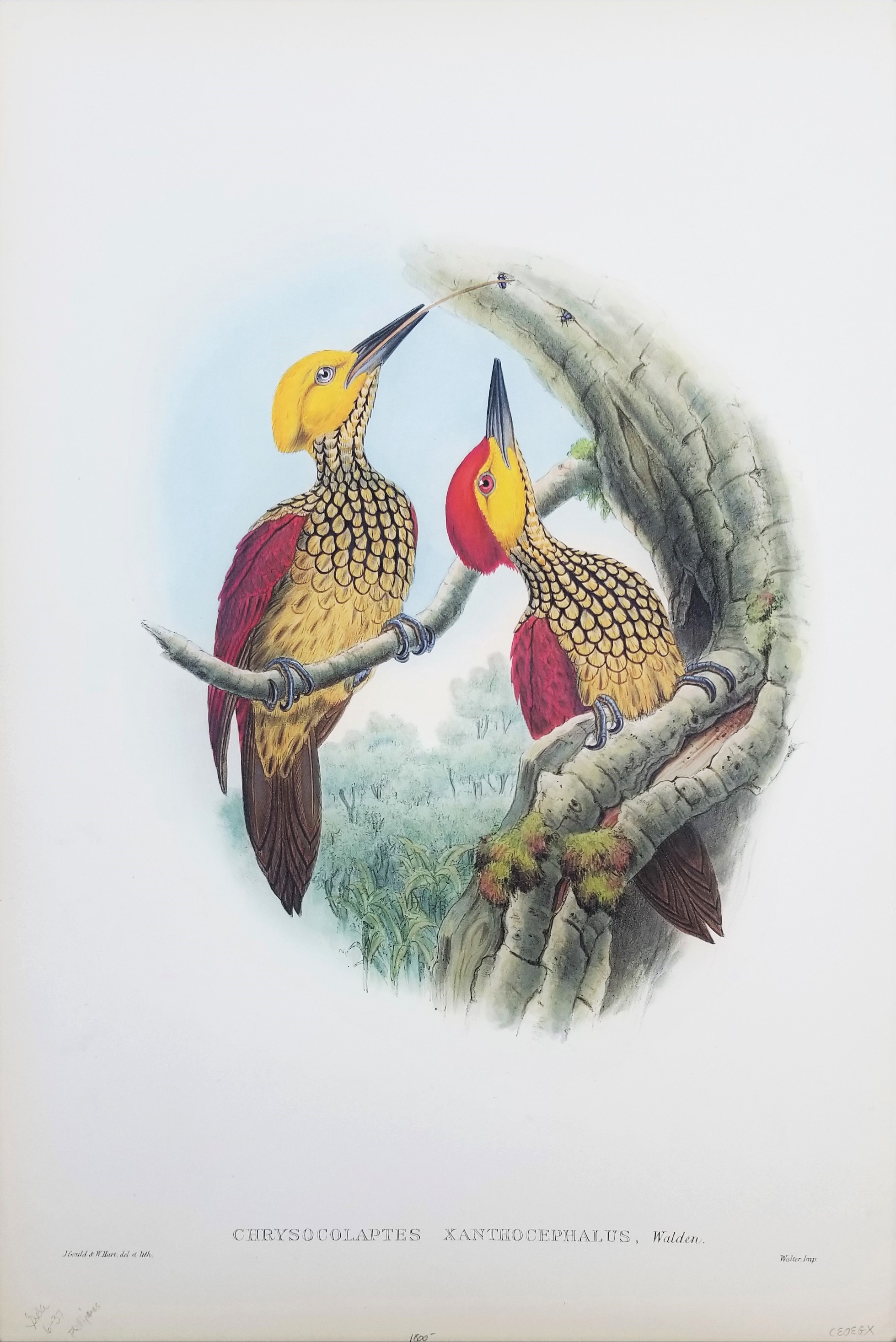 Graves International Art - John Gould